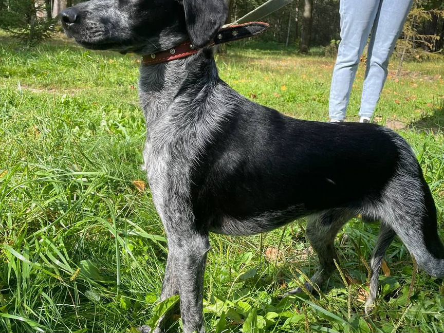 Метис курцхаара ищет дом