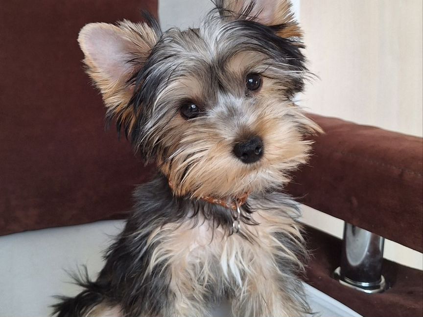 Йоркширский терьер мальчик 4 месяца