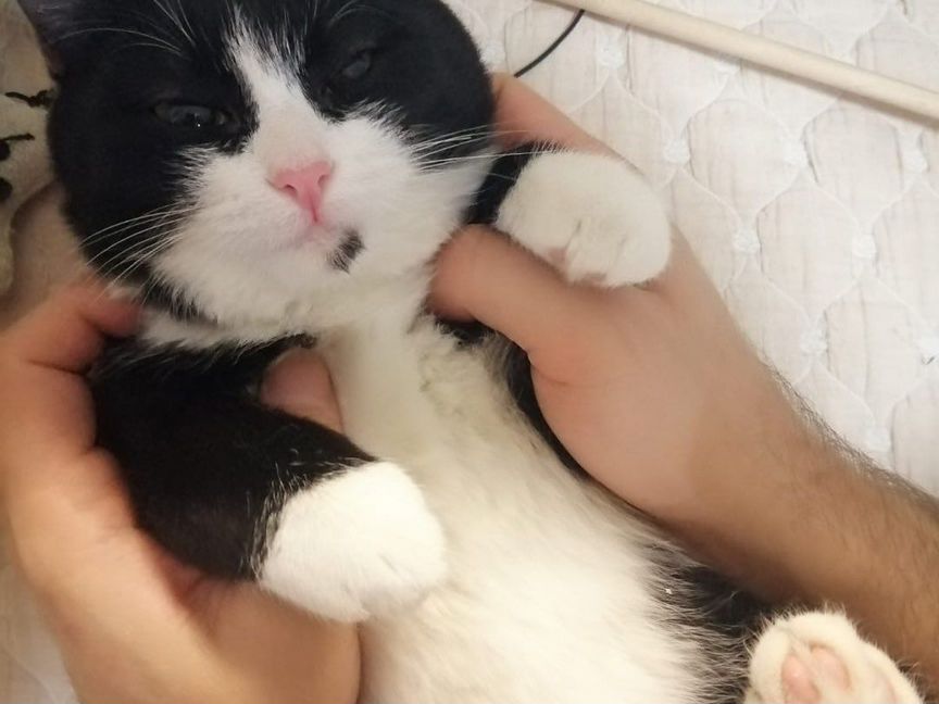 Котенок девочка в добрые руки