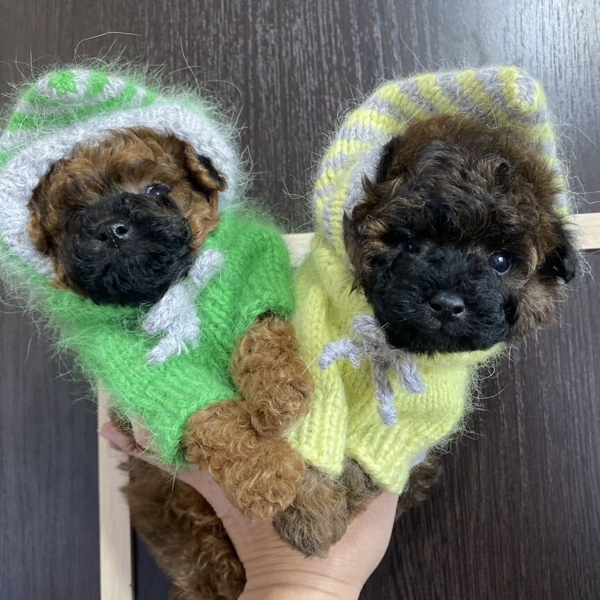 Бишоны окрас красный соболь