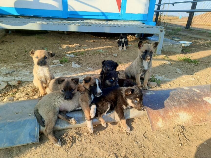 Щенки в добрые руки