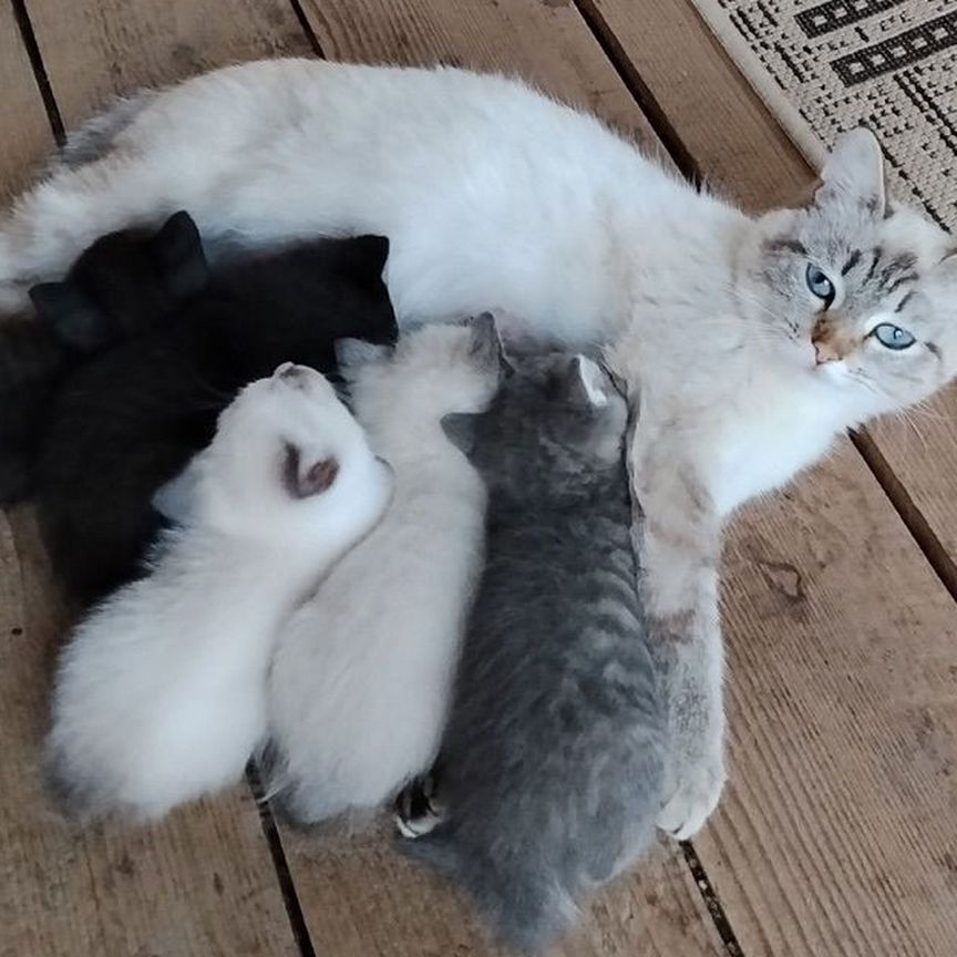 Котёнок в добрые руки