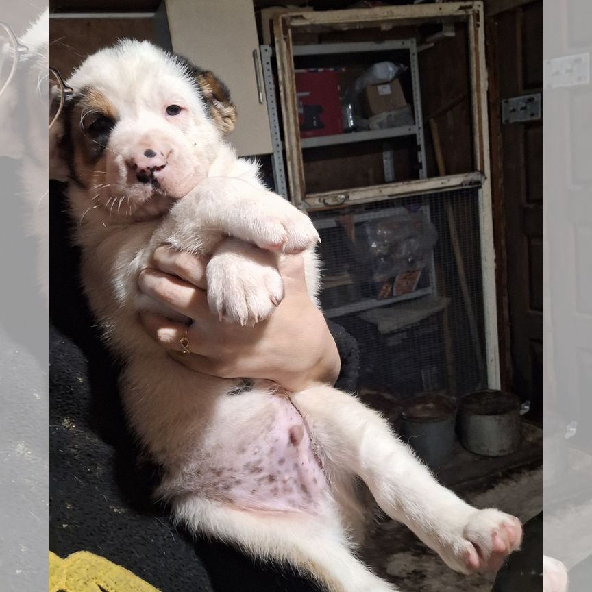 Среднеазиатская овчарка, щенок