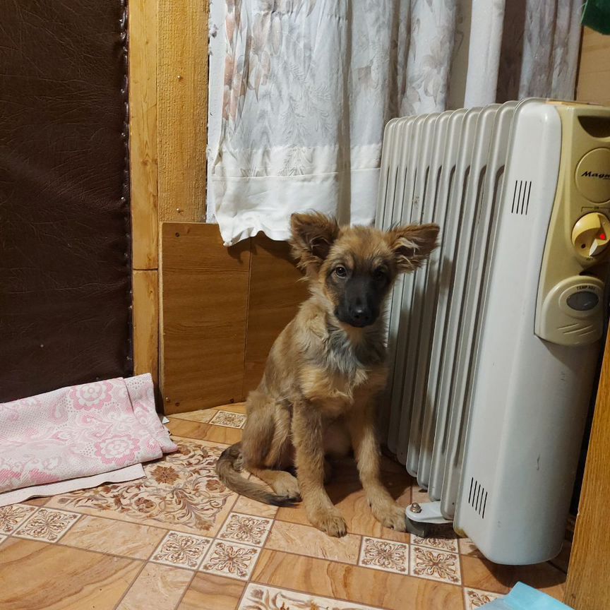 Щенок в добрые руки бесплатно