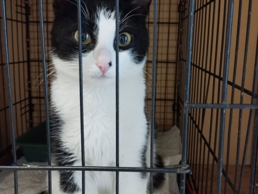 Котик Киндер ищет дом
