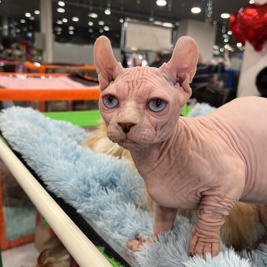 Котята сфинкс двельф