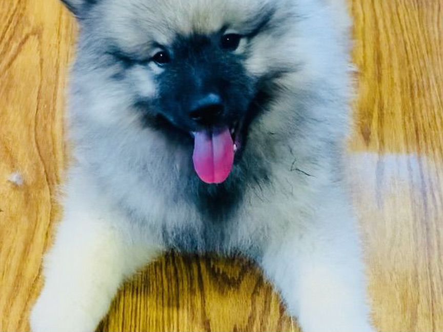 Кеесхонд Вольф шпиц