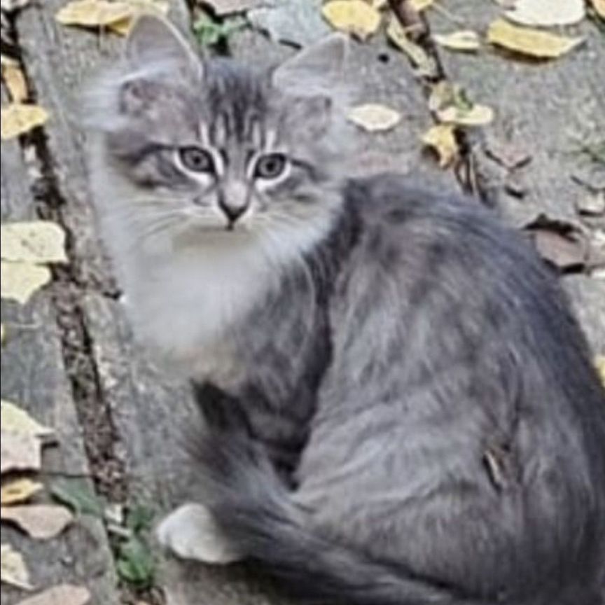 Котята красивые в добрые руки