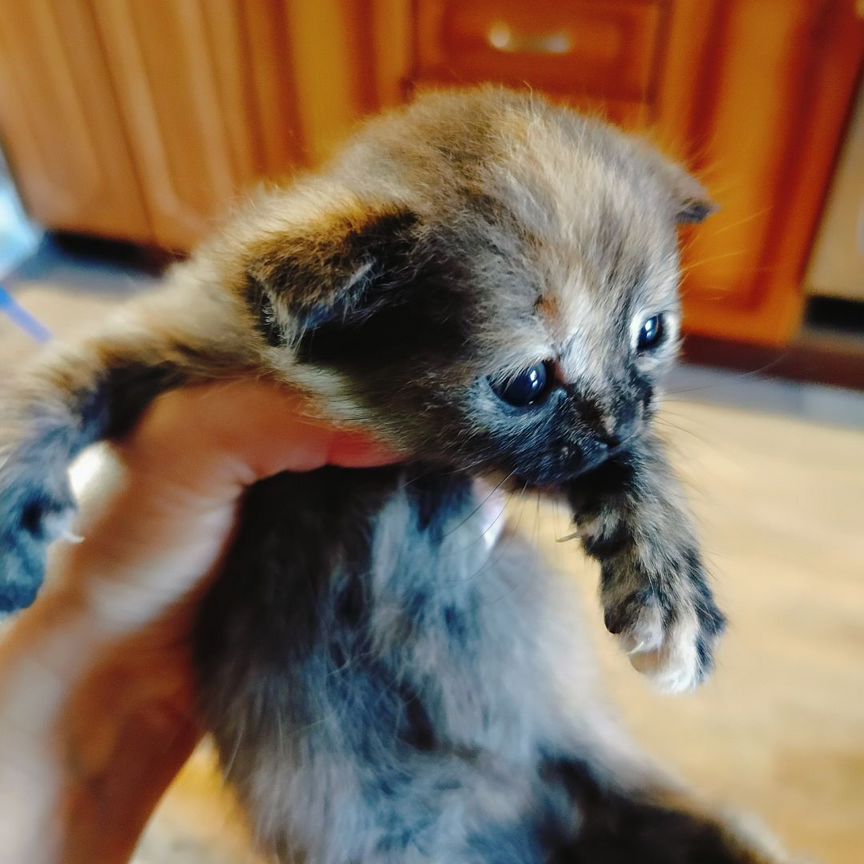 Кошечка милашка