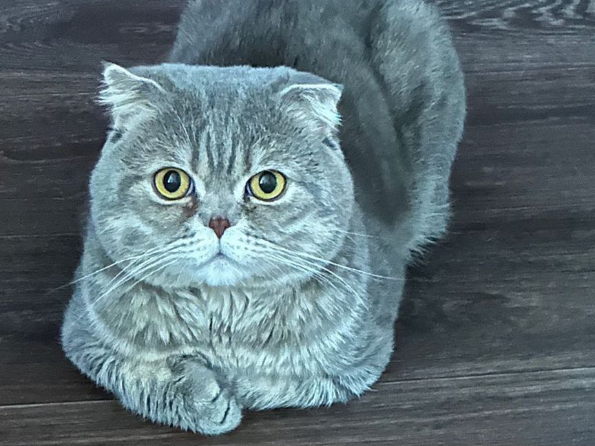 Ищем кошку для вязки