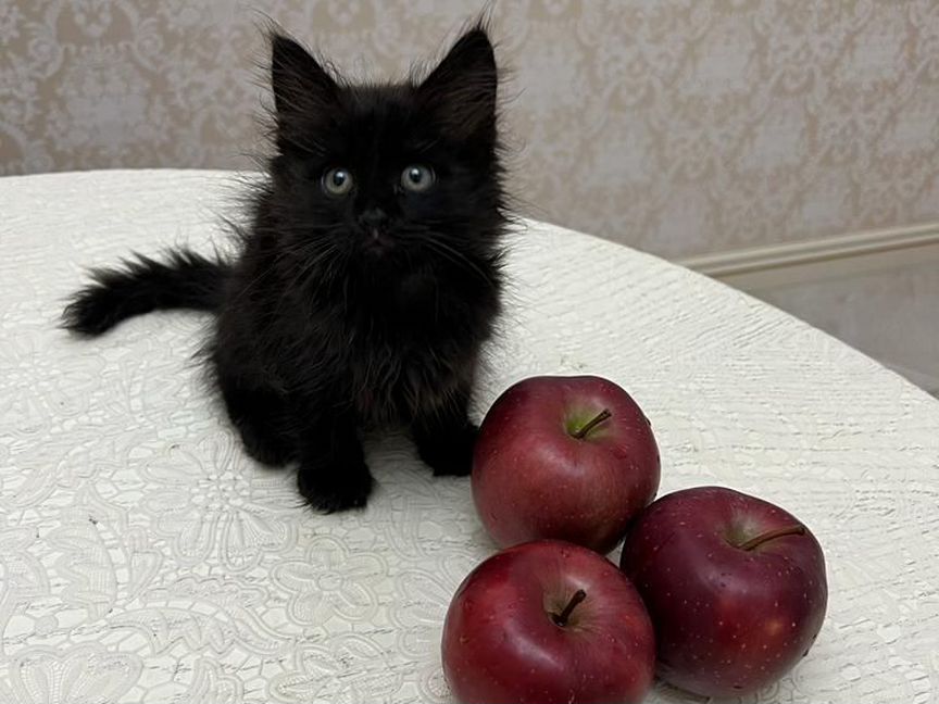 Котята