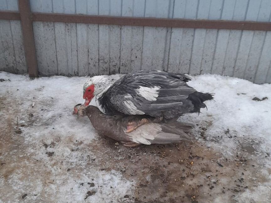 Мускусные утки тяжелые линии