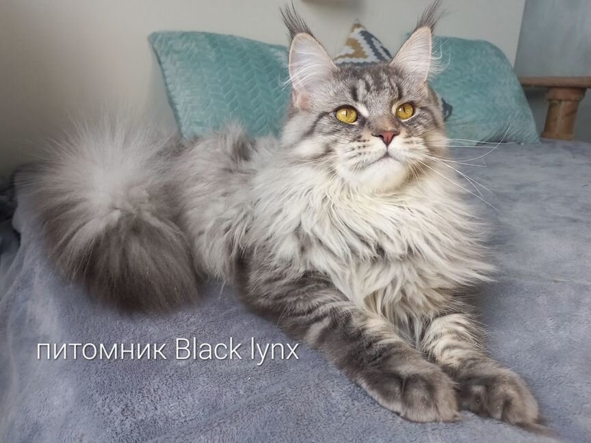 Кошечка мейн-кун
