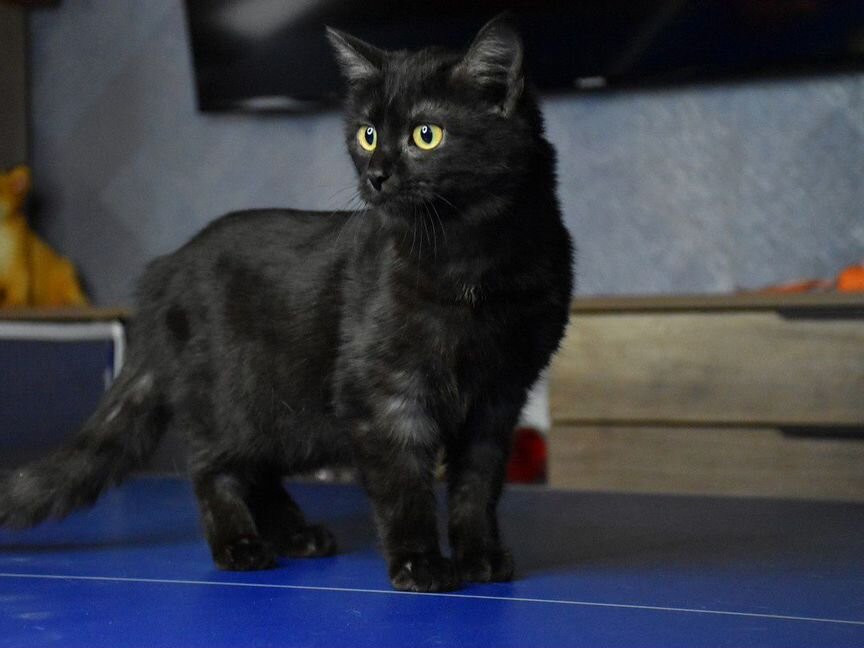 Отдам кошку в добрые руки