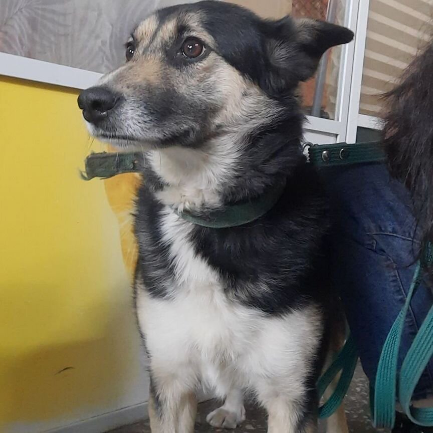 Взрослая собака в добрые руки