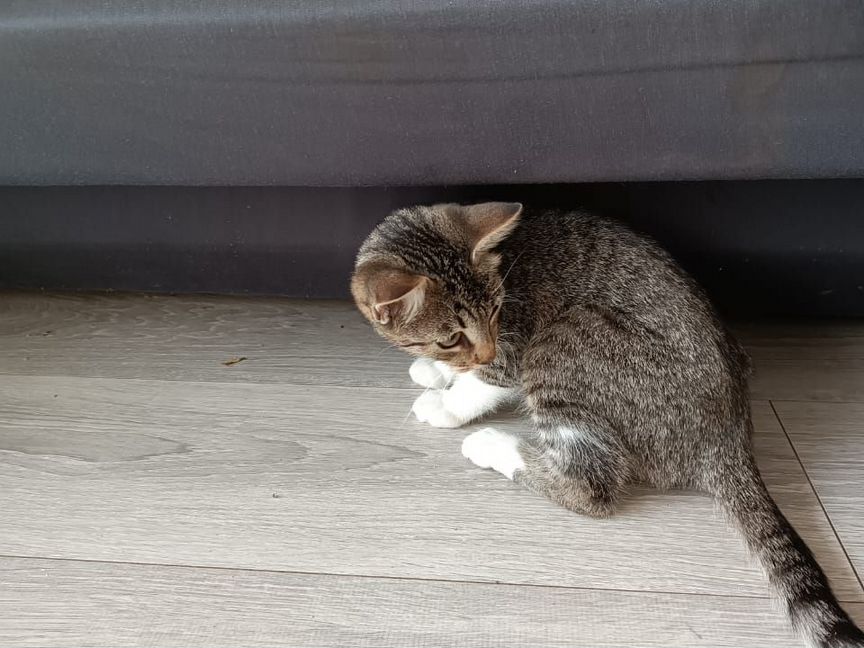 Отдадим бесплатно кошку
