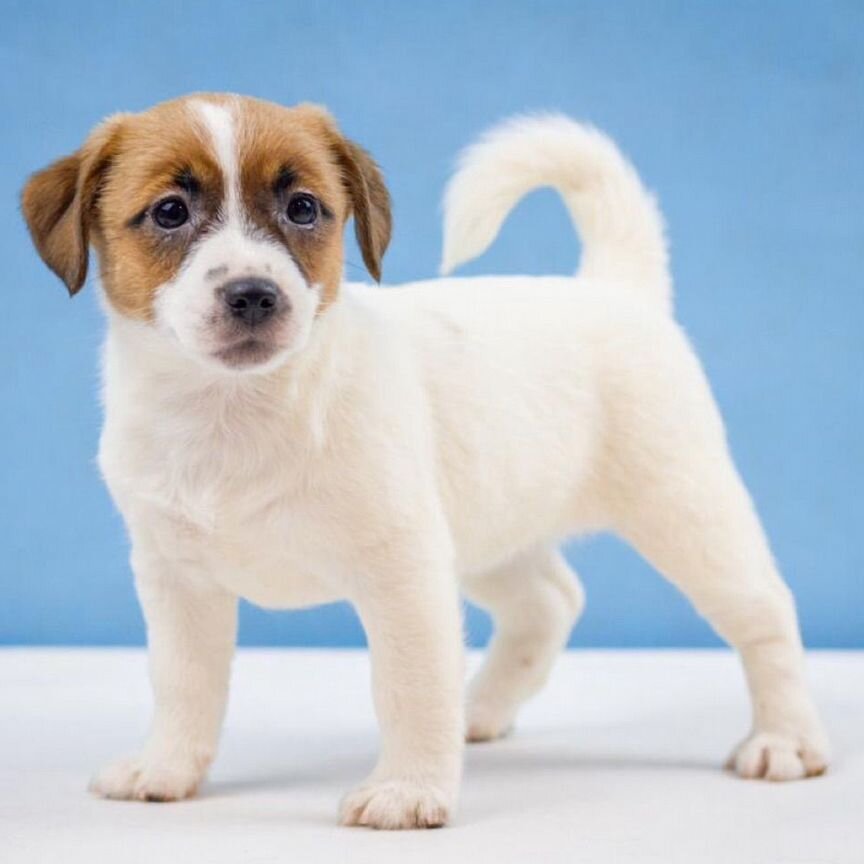 Джек-рассел-терьер, щенок