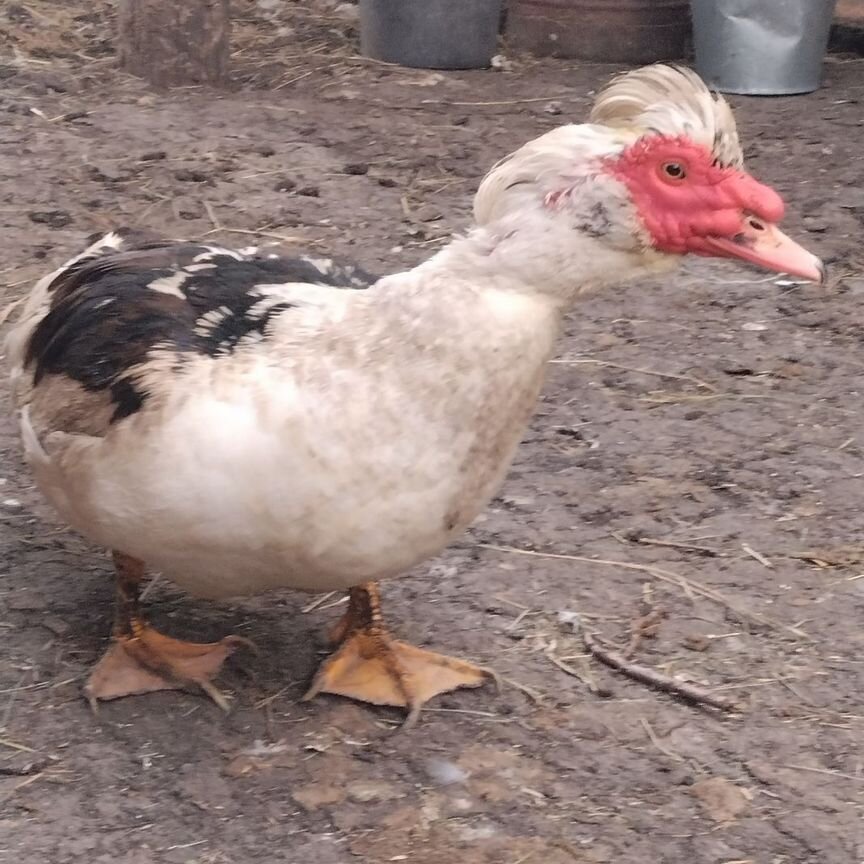 Селезни идоутки