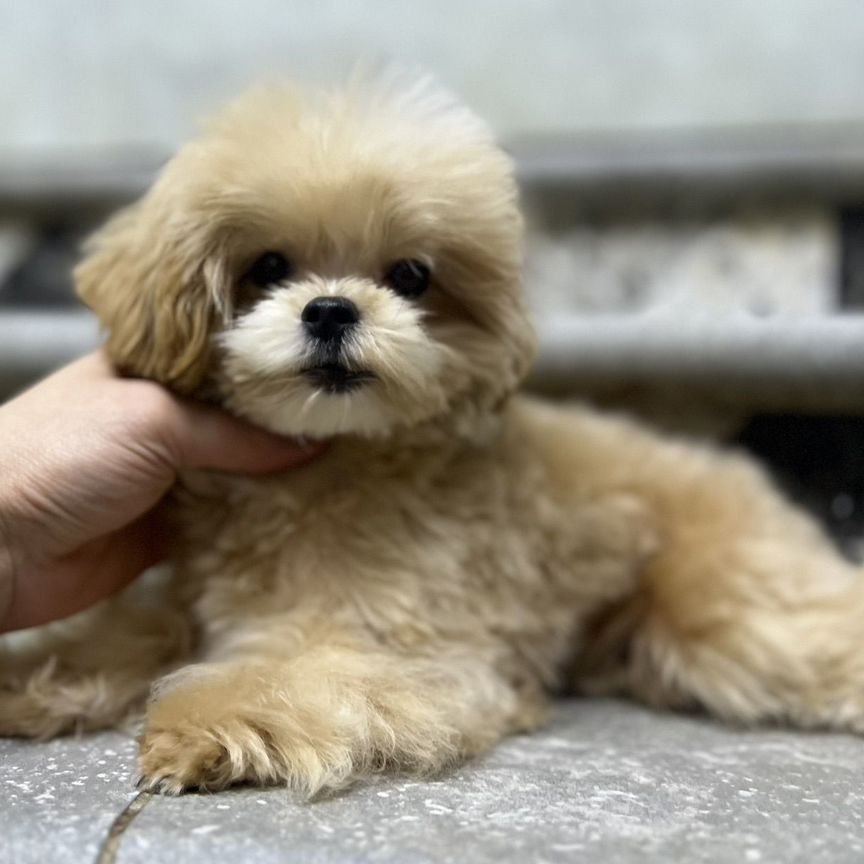 Мальтипу, щенок