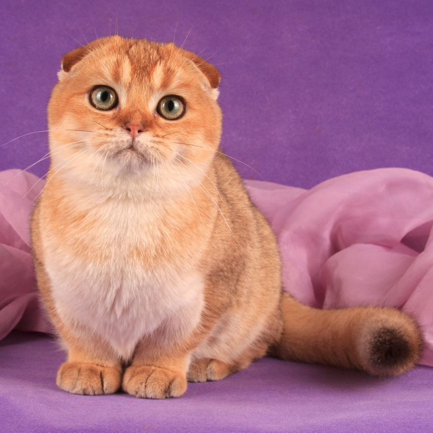Золотая кошечка скоттиш фолд