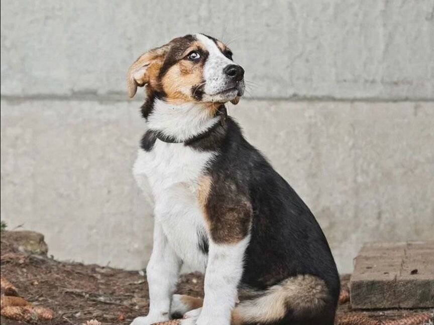 Ванечка, щен