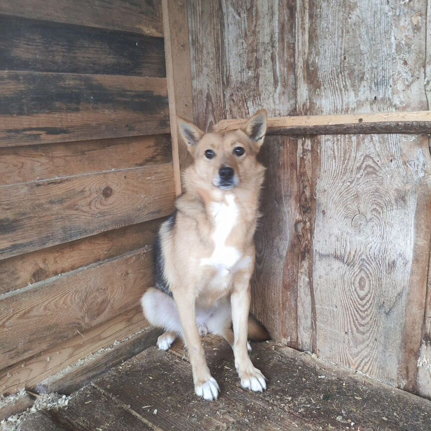 В добрые руки