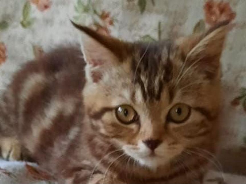 Шотландский котенок девочка