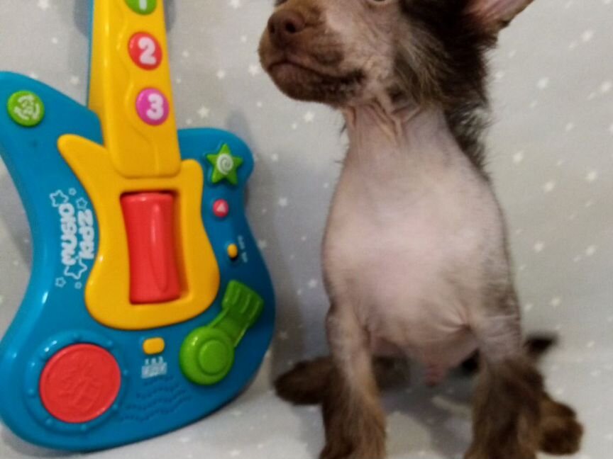 Щенки китайской хохлатой