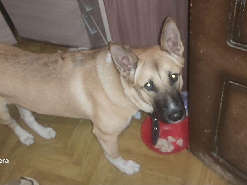 Собаки бесплатно в добрые руки щенки