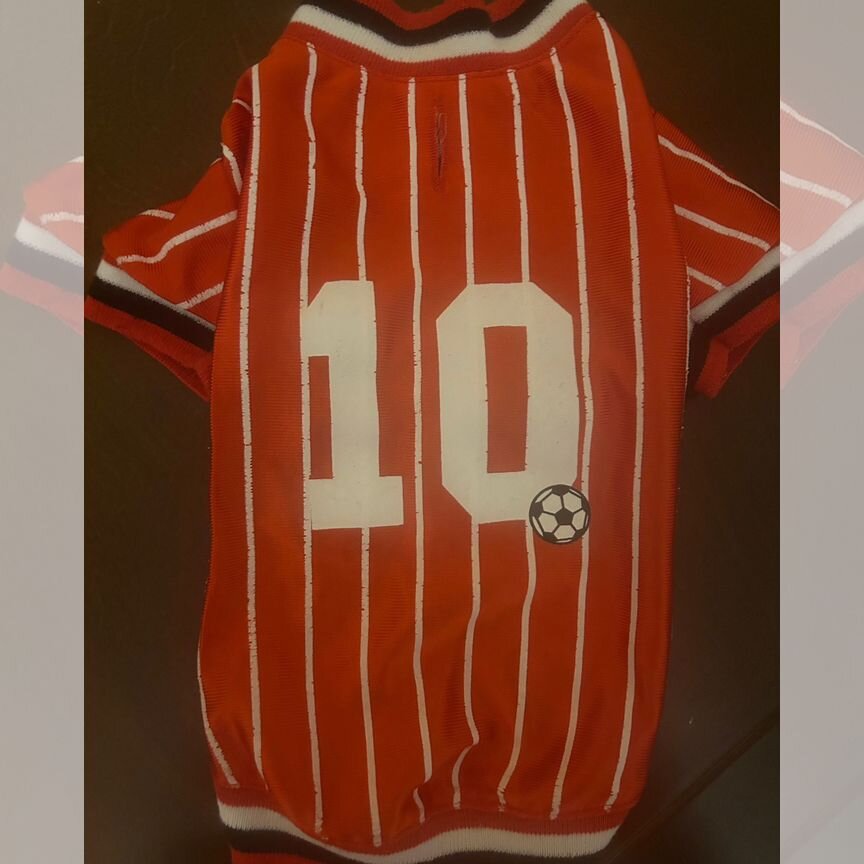 Одежда для маленьких собак