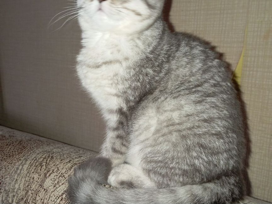 Кошечка шотландская 4 месяца