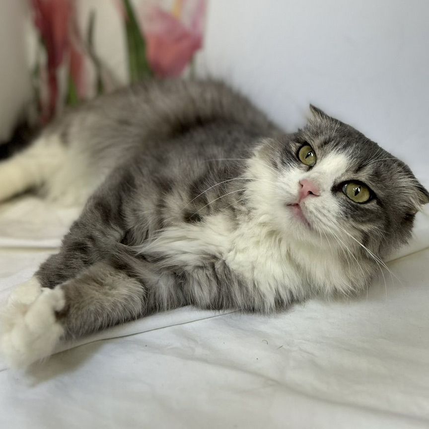 Кошечка Марти ищет самую лучшую семью
