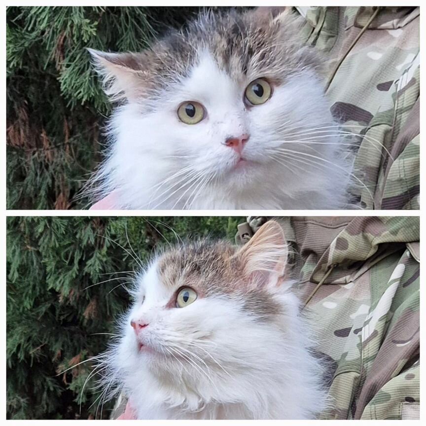 Кот в добрые руки