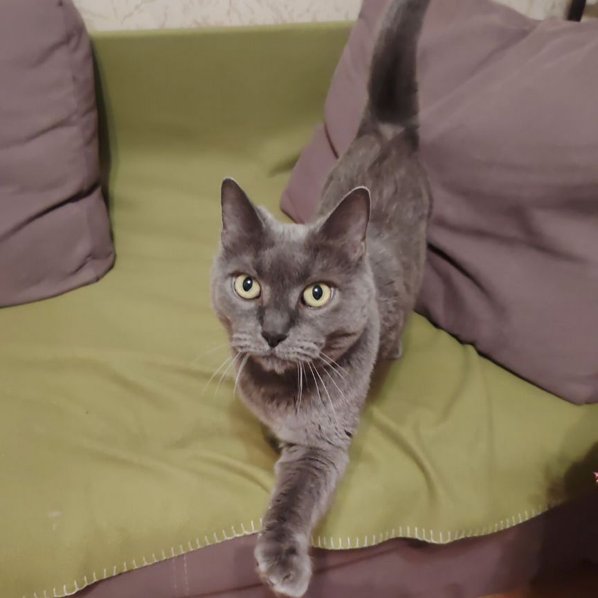 Британский короткошёрстный, взрослый кот