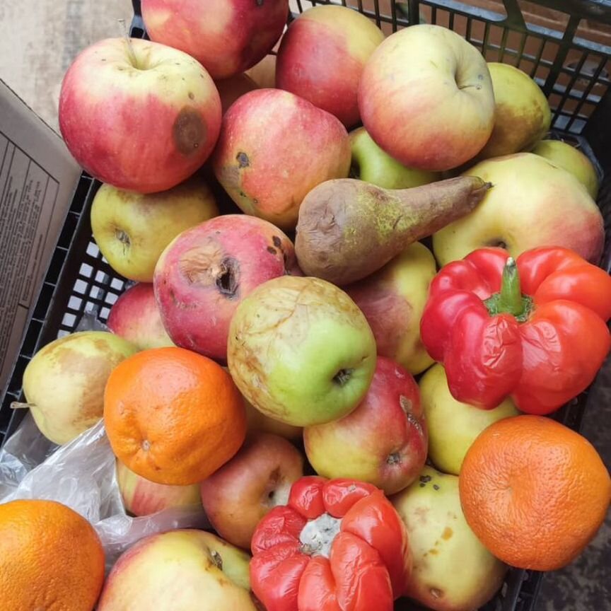 Продукция на корм животным