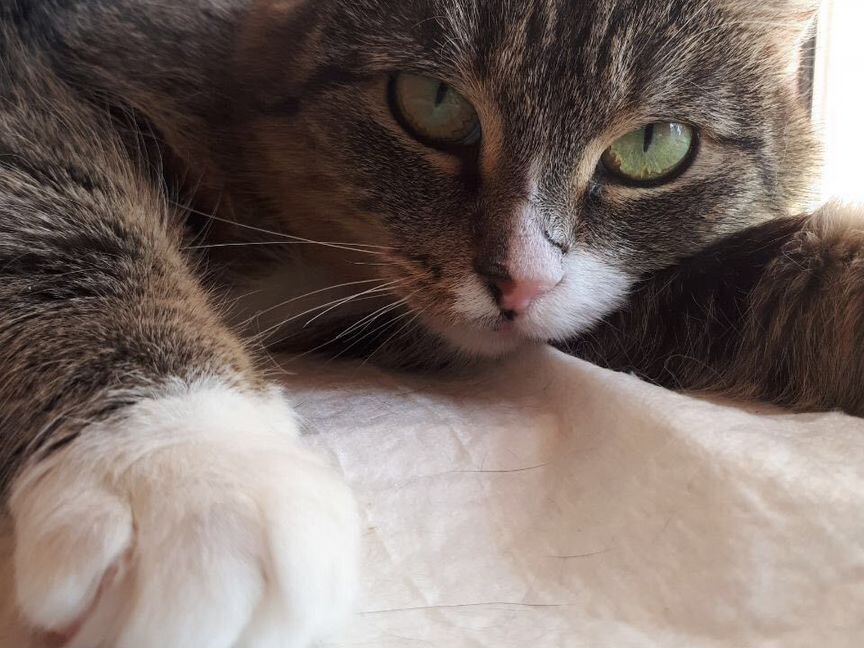 Кошка
