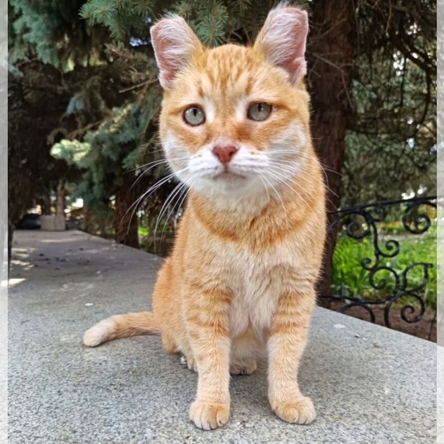 Взрослая, кошка в добрые руки