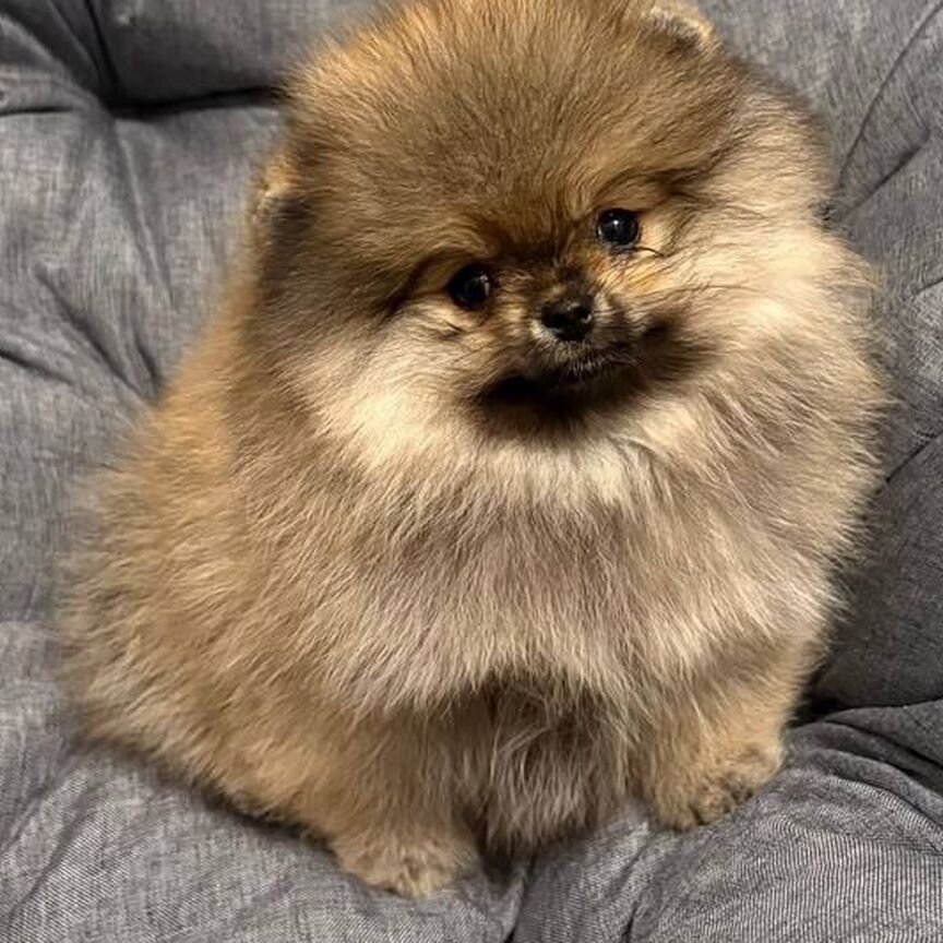 Померанский шпиц, щенок