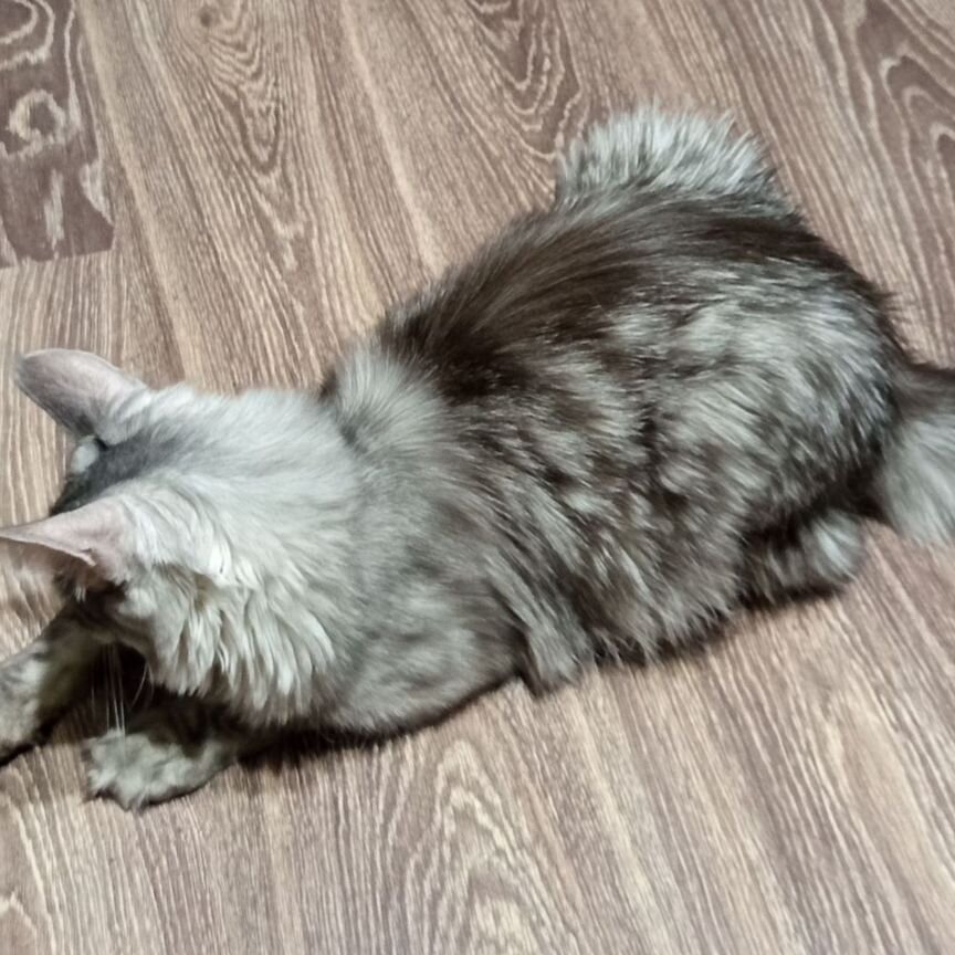 Мейн-кун котёнок