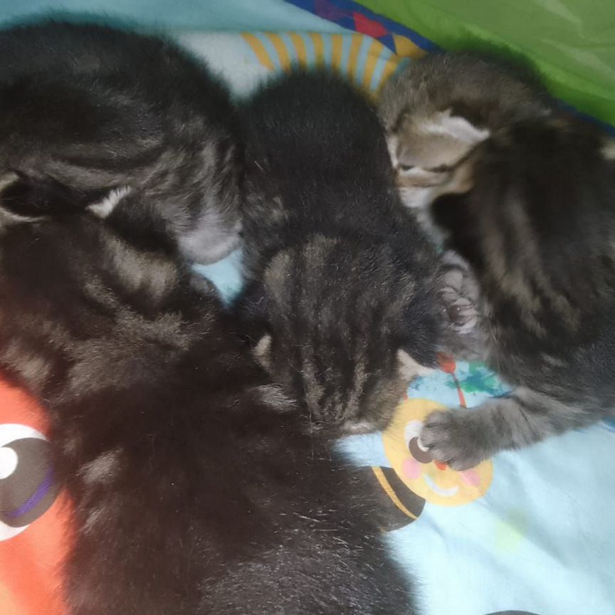 Красивые котята