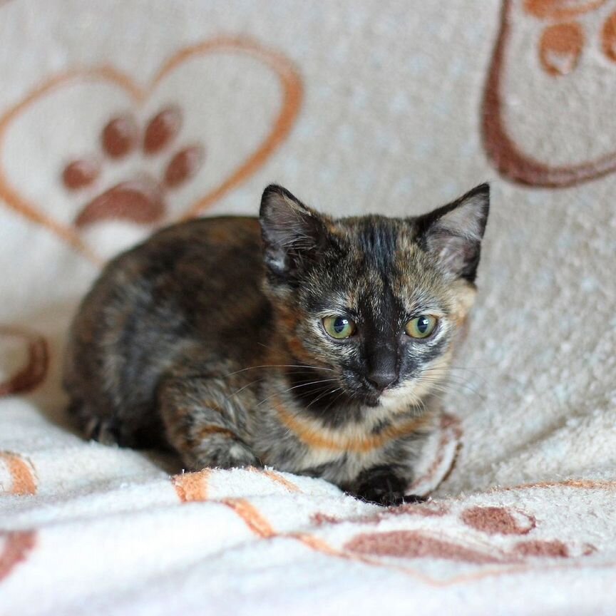 Котёнок Софа ищет дом