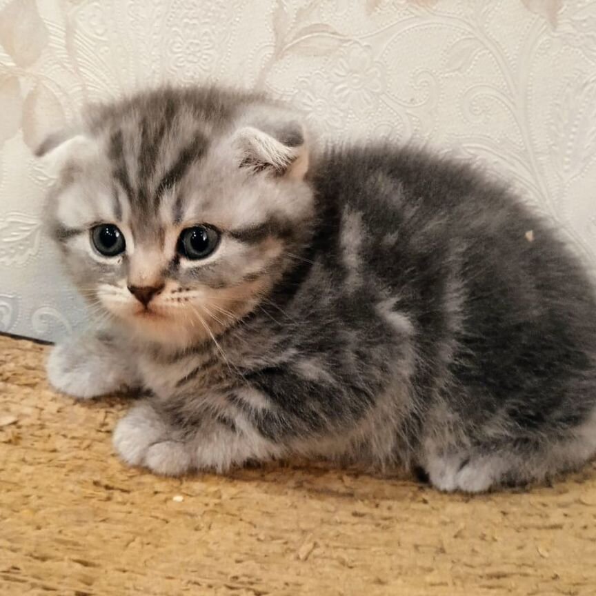 Шотландская вислоухая