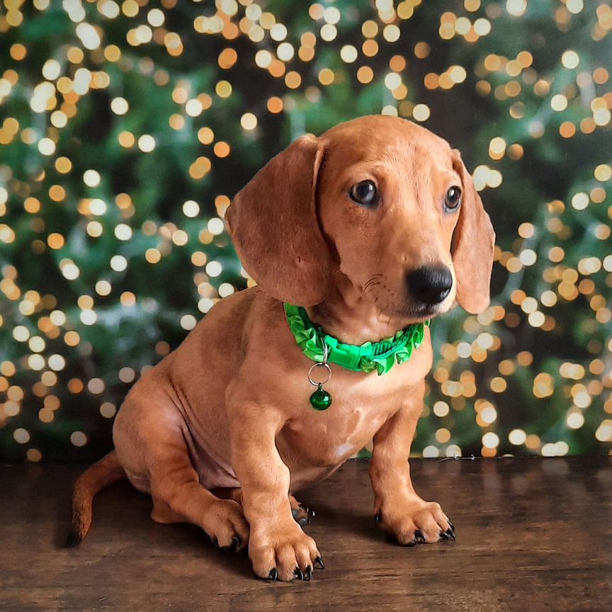 Щенки таксы