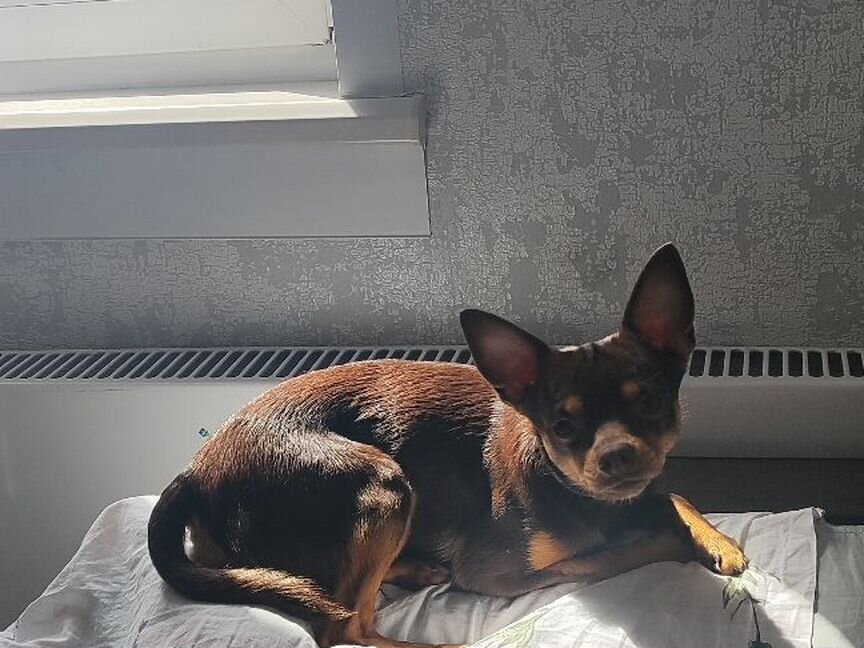 Русский той-терьер вязка