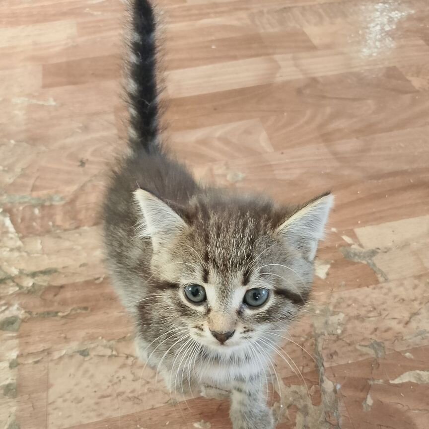 Котенок