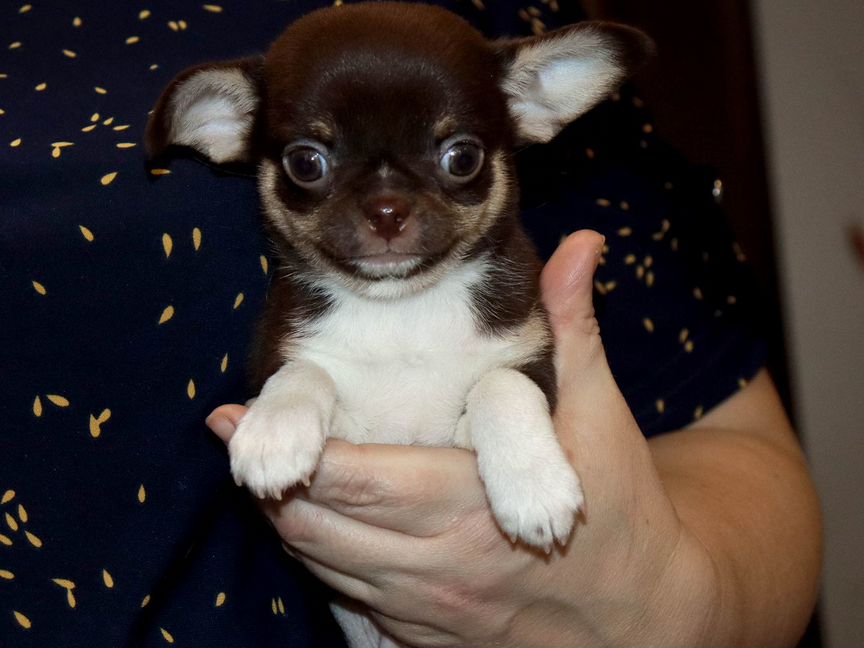 Гуччи. Шоколадный чиxуахуа 2 месяца с дoстaвкой