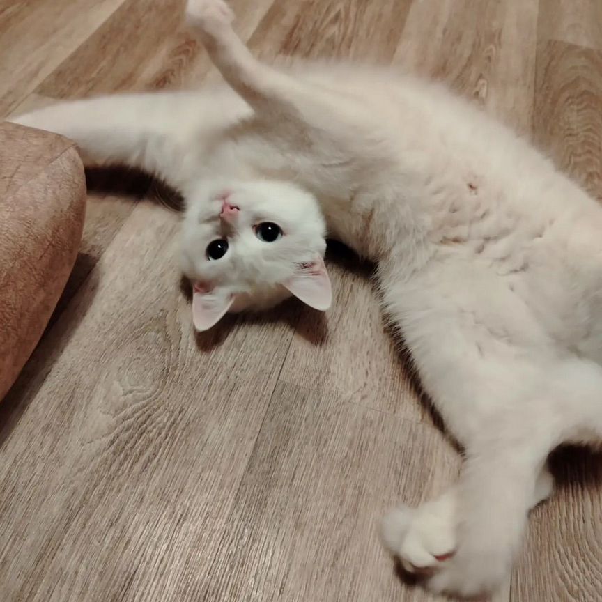 Као-мани, взрослая кошка