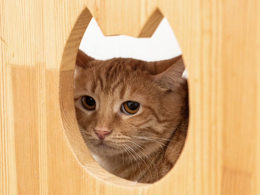 Рыжая кошка, большая редкость, ищет дом