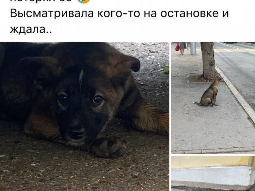 Помогите найти щенка в Чернтиковке