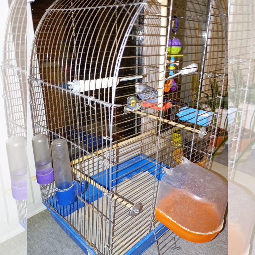 Продам попугаев с клеткой